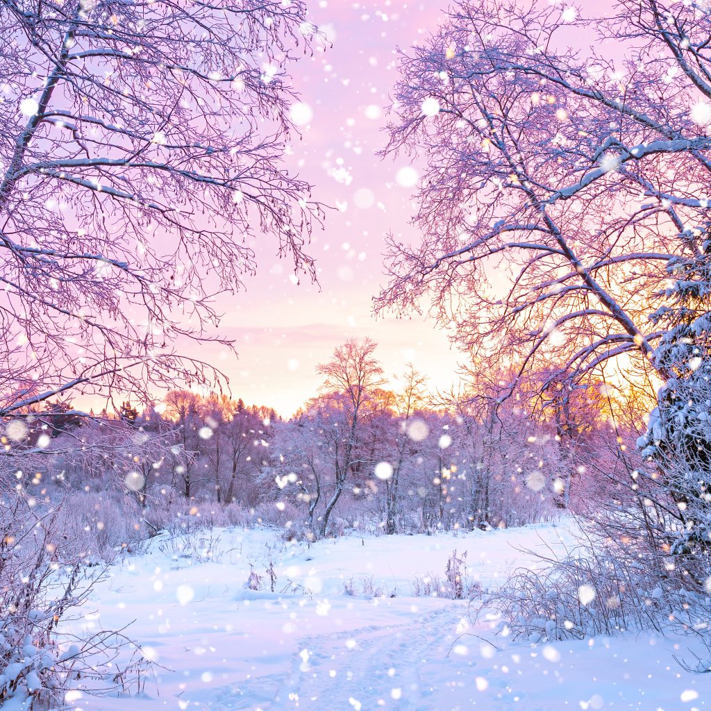 Beautiful,Winter,Landscape,With,Forest,,Trees,And,Sunrise.,Winterly ...